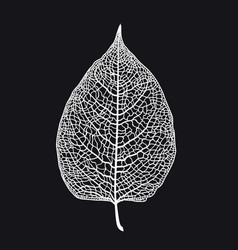 Skeletonized leaf a tree on a black Royalty Free Vector