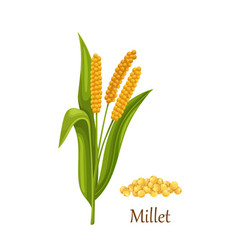 Proso millet panicum miliaceum Royalty Free Vector Image
