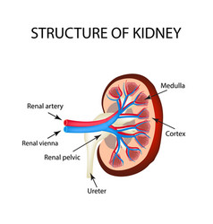 The anatomical structure of kidney on isolated Vector Image