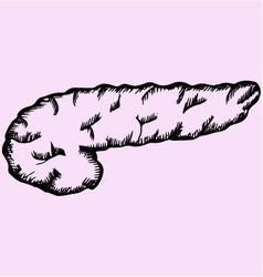 Cartoon of Human Internal Pancreas Anatomy Vector Image