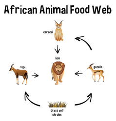 Diagram showing food web in rainforest Royalty Free Vector