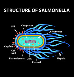 The structure of the bacteria salmonella Vector Image