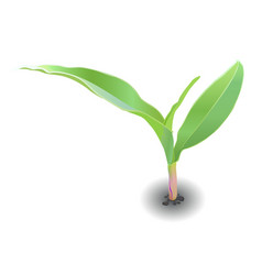 Maize plant diagram infographic elements Vector Image