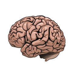 Human brain structure Royalty Free Vector Image