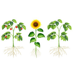 Diagram showing three generation family tree Vector Image