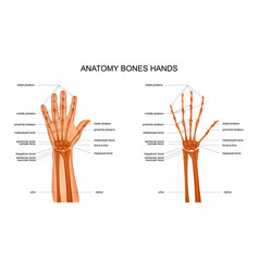 Set of orthopedic and skeleton bones symbols Vector Image