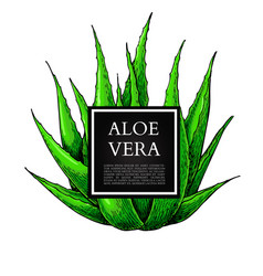 Aloe vera extract green color icon plant based Vector Image