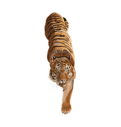 Image creeping tiger Royalty Free Vector Image