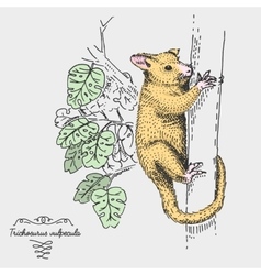 Detailed flat icon of brushtail possum with Vector Image