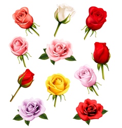 Floral bouquet rose flowers gardening roses Vector Image