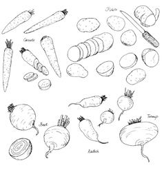 Root vegetables with greens signs and symbols Vector Image