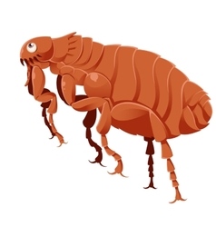 Flea cartoon Royalty Free Vector Image - VectorStock