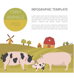 Pig farming infographic template hog sow Vector Image