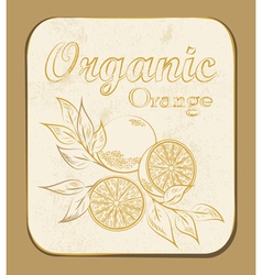 Orange tea Royalty Free Vector Image - VectorStock