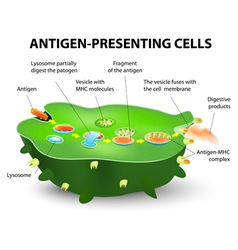 Antigen presenting Royalty Free Vector Image - VectorStock