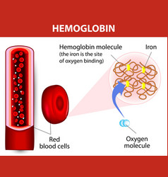 Respiration or breathing Royalty Free Vector Image