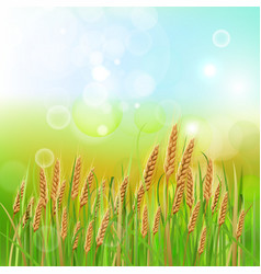 Wheat field background Royalty Free Vector Image
