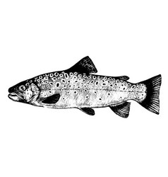 Brook trout fish Royalty Free Vector Image - VectorStock