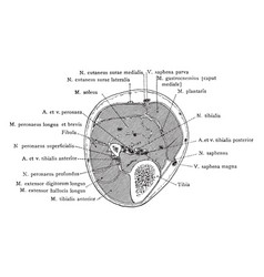 Cross section through upper third lower leg Vector Image