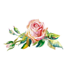 Decorative hand painting rose isolated on white Vector Image