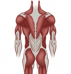 Human body part Royalty Free Vector Image - VectorStock