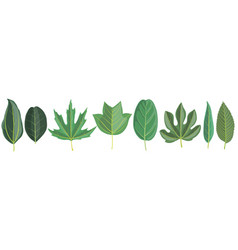 Set tree leaves Royalty Free Vector Image - VectorStock