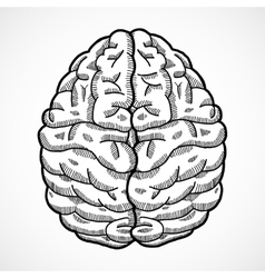 Brain hemispheres sketch Royalty Free Vector Image