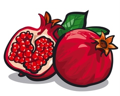 Pomegranates Royalty Free Vector Image - VectorStock
