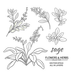 Sage set Royalty Free Vector Image - VectorStock