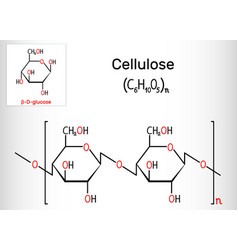 Cellulose polysaccharide molecule Royalty Free Vector Image