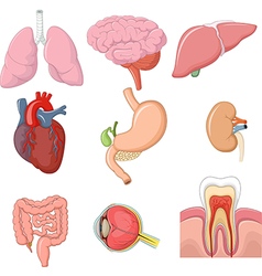 Cartoon of Human Internal Pancreas Anatomy Vector Image