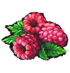 Raspberry fresh organic Royalty Free Vector Image