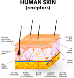 Skin lesion papule and plaque side and top view Vector Image