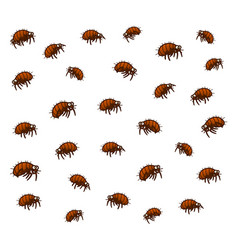Flea cartoon Royalty Free Vector Image - VectorStock