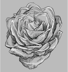 Hand drawing flower 6 Royalty Free Vector Image