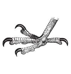 Falcon foot vintage Royalty Free Vector Image - VectorStock