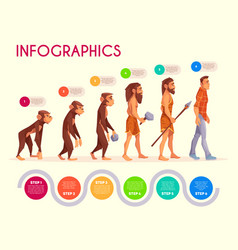 Biology human evolution stages evolutionary Vector Image