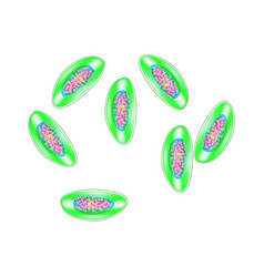 Egg of pinworm the structure of an egg pinworm Vector Image