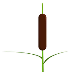 Bunch five reed stems with leaves plant Royalty Free Vector