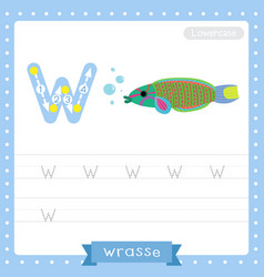 Letter w uppercase and lowercase tracing practice Vector Image