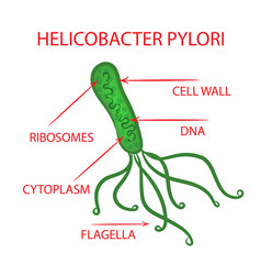 Helicobacter bacteria medicine education diagram v