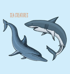 Cartoon funny shark isolated on white background Vector Image