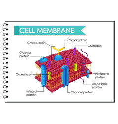 Human cell membrane structure Royalty Free Vector Image