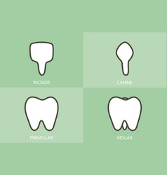 Realistic teeth types set Royalty Free Vector Image