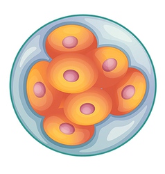 Different biology cells Royalty Free Vector Image