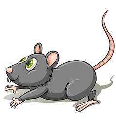 A gray rat Royalty Free Vector Image - VectorStock