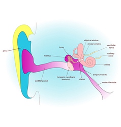 Ear anatomy isolated Royalty Free Vector Image