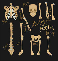 Female skeleton image Royalty Free Vector Image