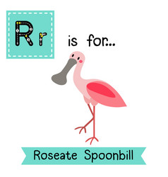 Letter r tracing standing roseate spoonbill bird Vector Image