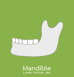 Lower human jaw - mandible Royalty Free Vector Image